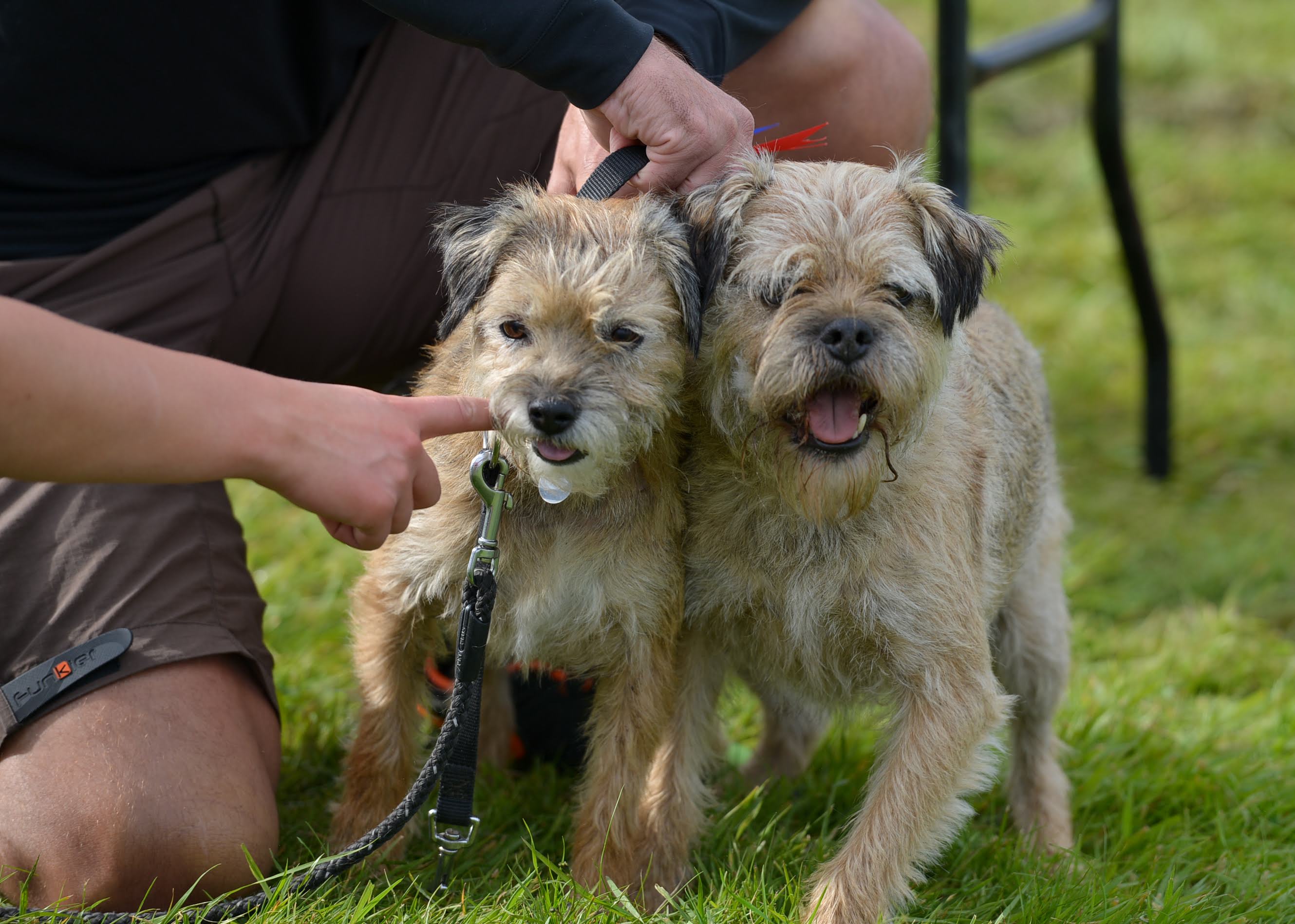 Terrier Racing – Trawden Agricultural Show