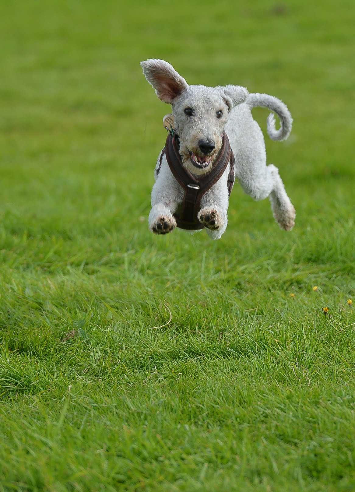Terrier Racing – Trawden Agricultural Show