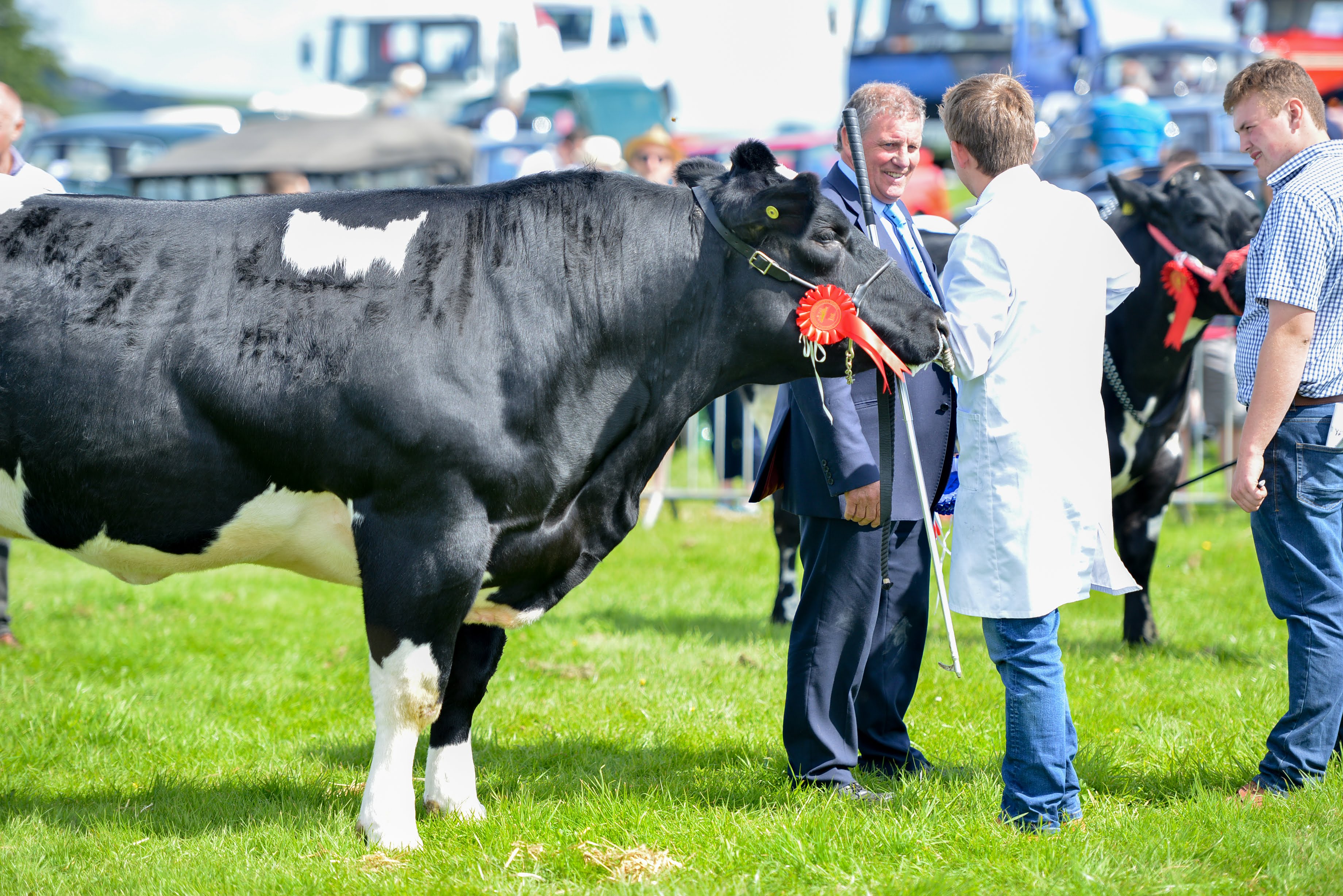 Cattle Classes – Trawden Agricultural Show