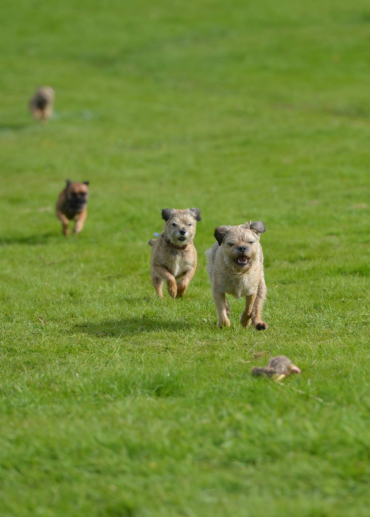 Terrier Racing – Trawden Agricultural Show
